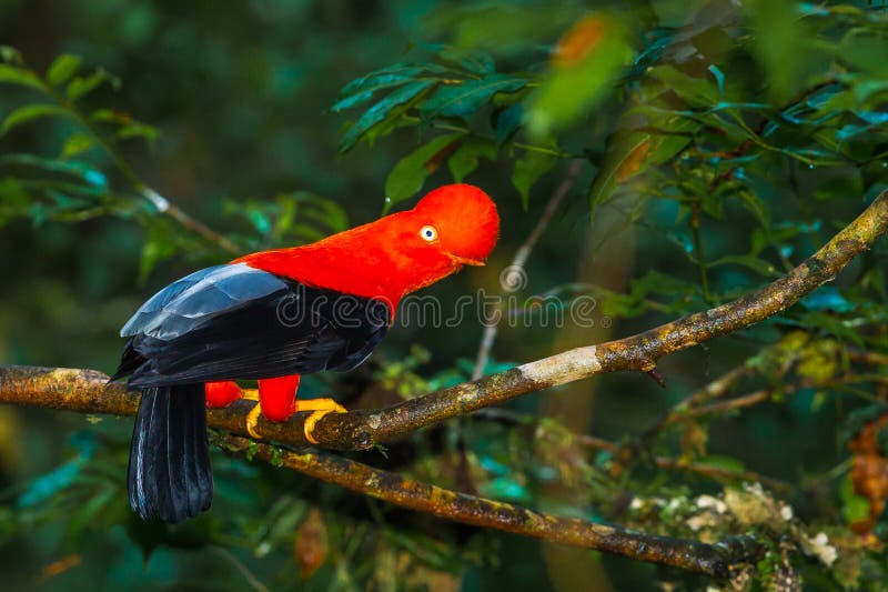 Gallo Andino De La Hembra De La Roca Imagen de archivo - Imagen de ...