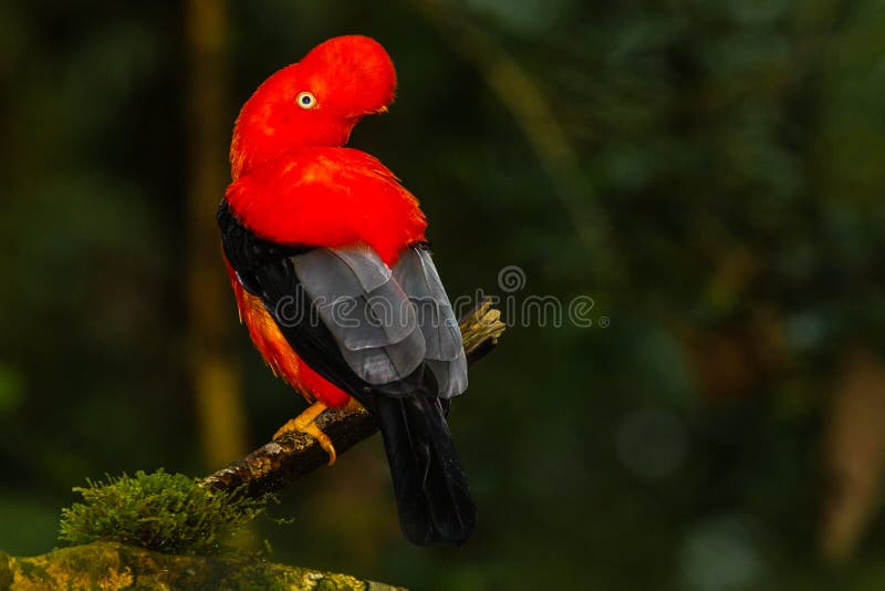 Peruvianus Andino Del Rupicola De La Gallo-de--roca Imagen de archivo ...