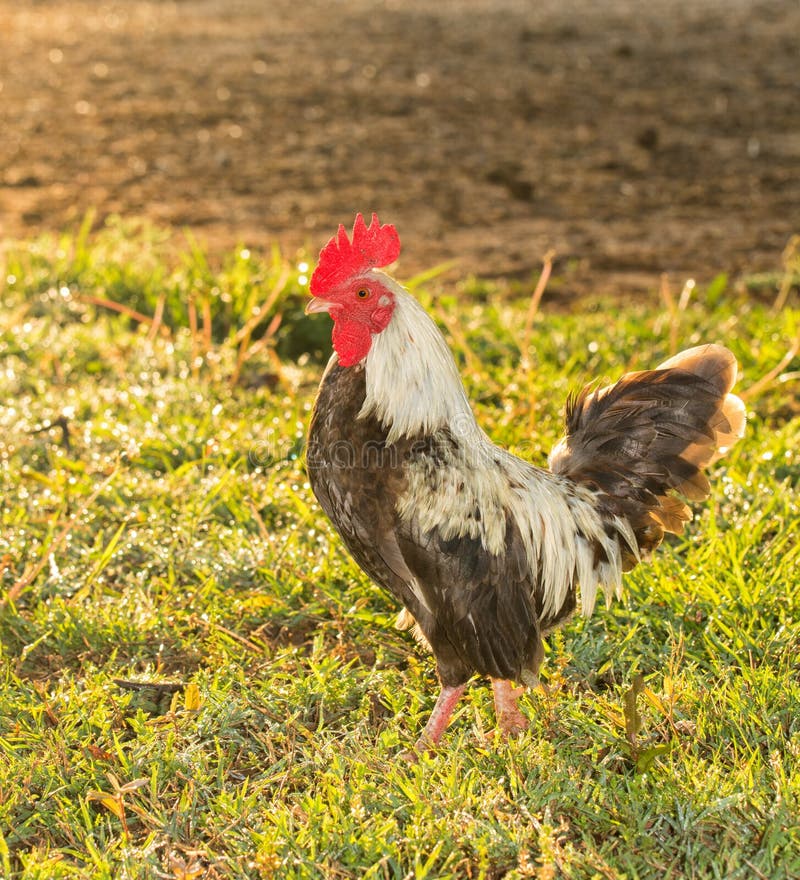 Gallo Del Bantam Nel Primo Mattino Fotografia Stock - Immagine di ...