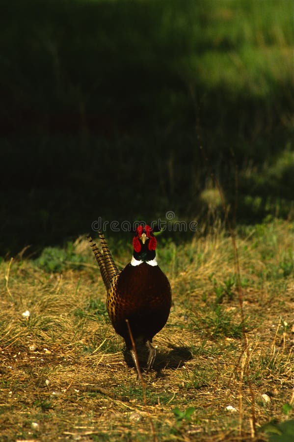 Gallo Del Faisán De Ringnecked Foto de archivo - Imagen de aviar, cubo ...