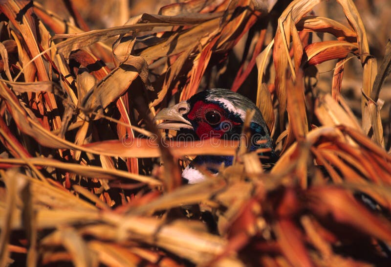 Gallo Del Faisán De Ringnecked Foto de archivo - Imagen de aviar, cubo ...