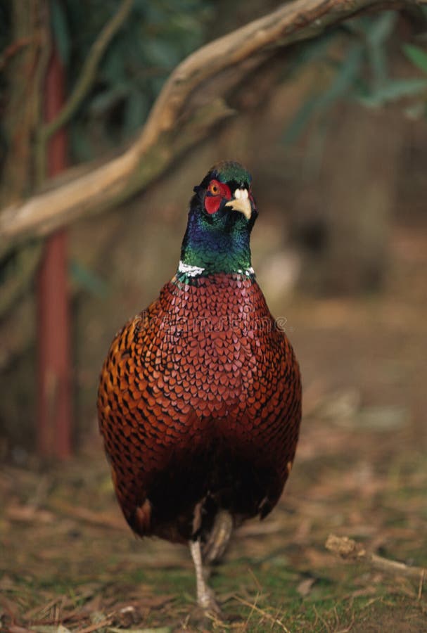 Gallo del faisán foto de archivo. Imagen de juego, plumaje - 53898876