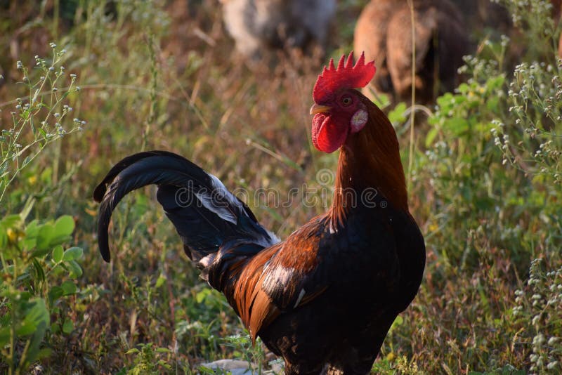 Gallo indio foto de archivo. Imagen de granja, aldea - 126242536