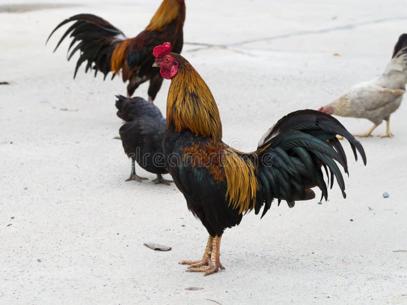 Gallo Del Pollo, Cacareo Del Gallo Imagen de archivo - Imagen de ...