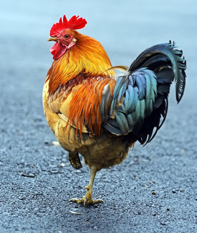 Ritratto Di Un Gallo Domestico Immagine Stock - Immagine di pollame ...