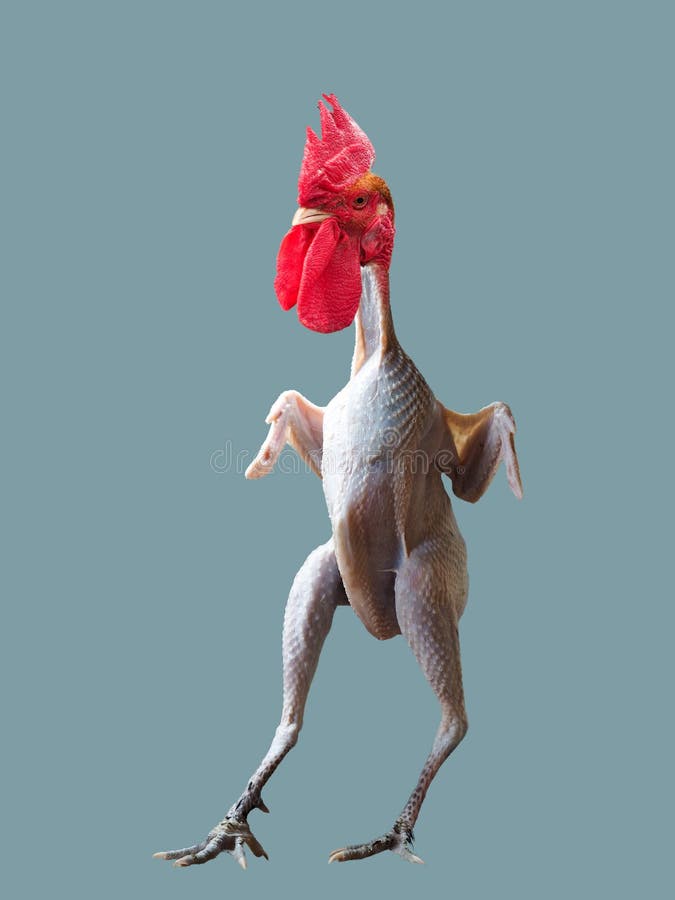 Gallo Desplumado Sin Plumas Foto de archivo - Imagen de cocinero ...