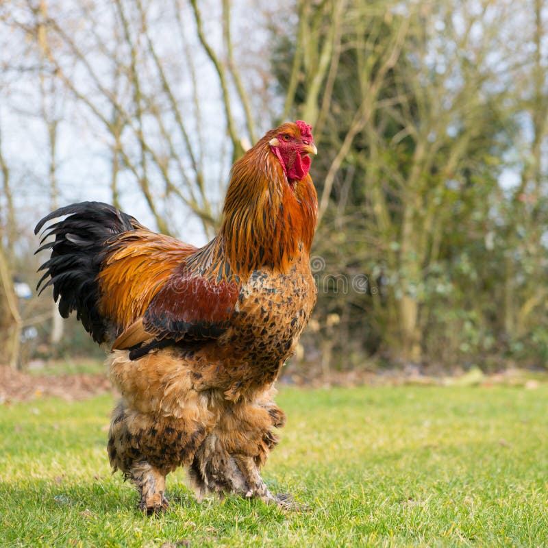 Pollo Di Buff Brahma Con Le Eccessive Delle Piume Colorate Multi Che ...