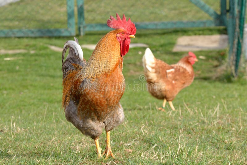 Gallo Di Brown Con La Sua Gallina Fotografia Stock - Immagine di gamma ...