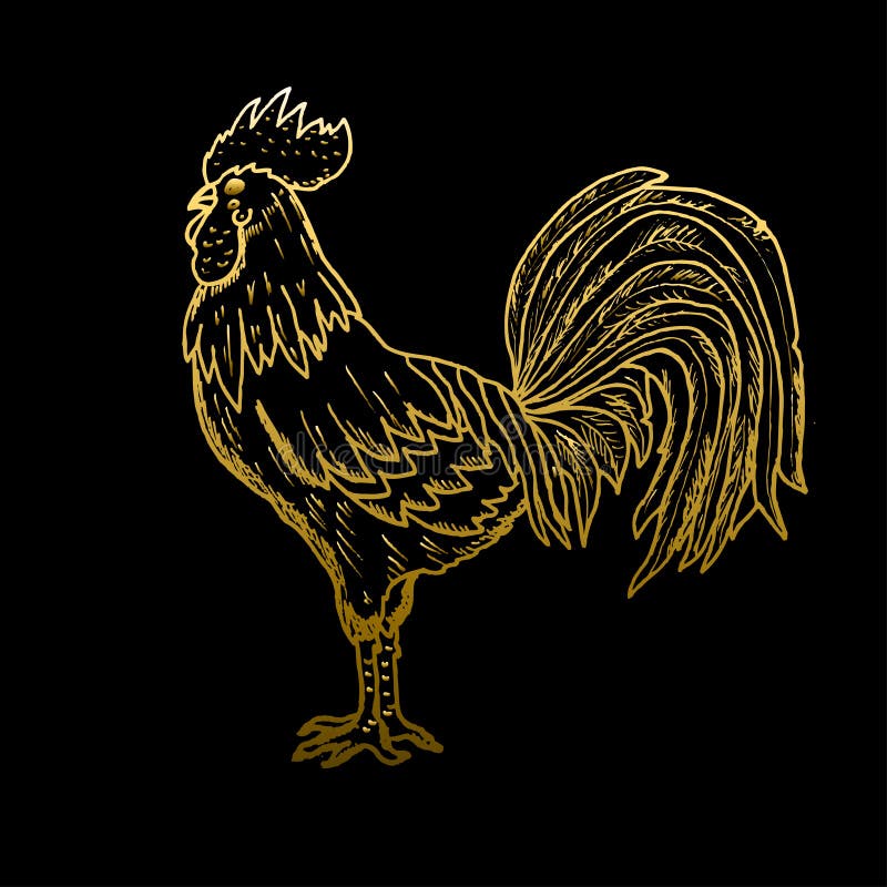 Gallo disegnato a mano illustrazione vettoriale. Illustrazione di ...