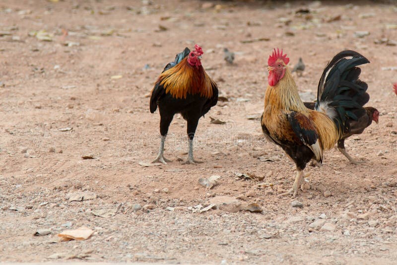 Coppie Della Gallina E Del Gallo Fotografia Stock - Immagine di maschio ...