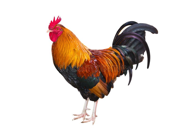 Gallo En El Fondo Blanco Fotos De Stock - Descarga 5,835 Fotos Libres ...