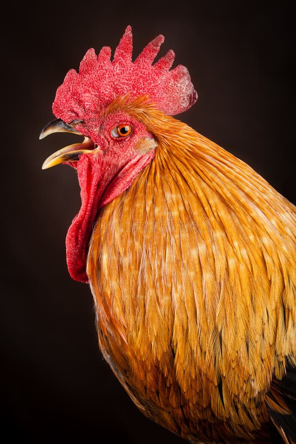Gallo Y Gallina Con Las Plumas Blancos Y Negros Imagen de archivo ...