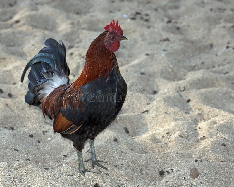 Perfil 2 del gallo foto de archivo. Imagen de mosca, pollos - 407080
