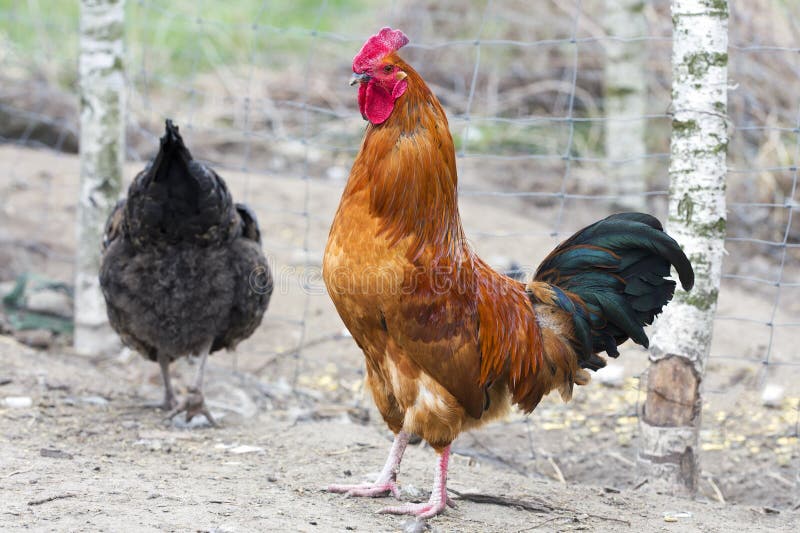 Gallo en granja foto de archivo. Imagen de perfil, pollo - 41635594
