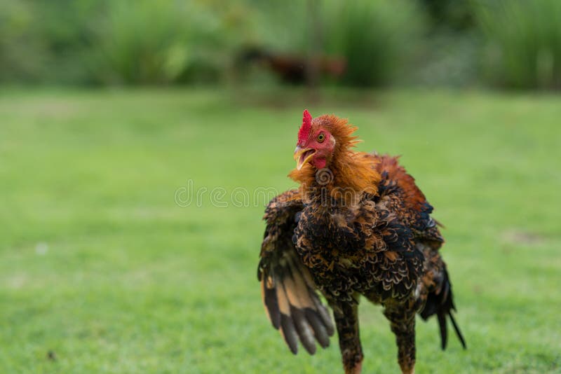 185,087 Emoción Enojada Fotos de stock - Fotos libres de regalías de ...