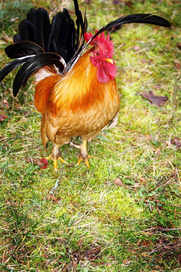 Gallo exótico imagen de archivo. Imagen de orgulloso - 23468681