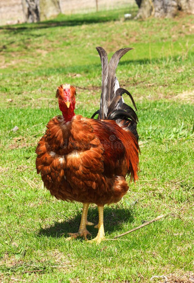 570 Pollo Feo Fotos - Libres de Derechos y Gratuitas de Dreamstime