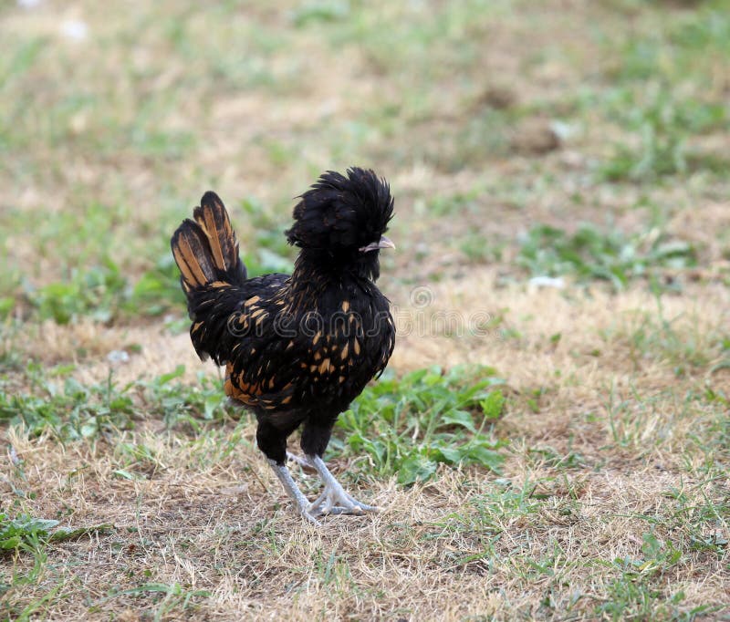 Gallo Grande Con El Penacho De Plumas Sobre La Cresta Foto de archivo ...