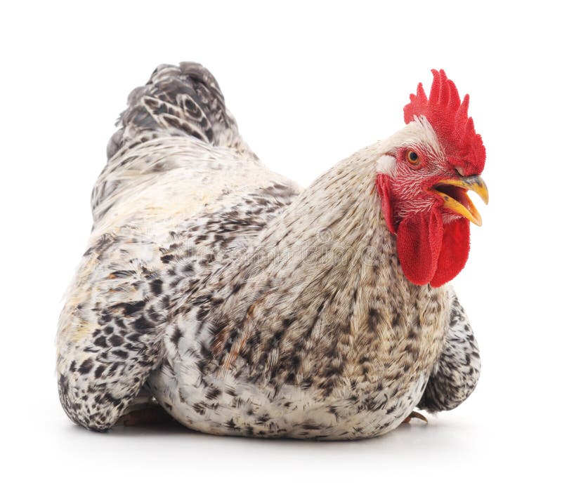 4,060 Gallo Gris Fotos de stock - Fotos libres de regalías de Dreamstime