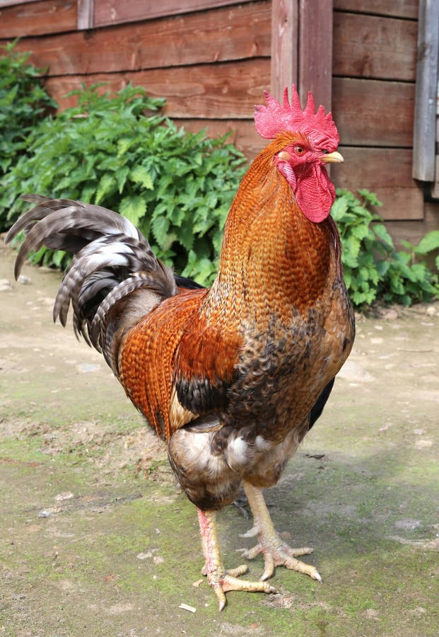 Bello Bantam De Gallo Con Coloridos Patrones De Piel Aislados En El ...