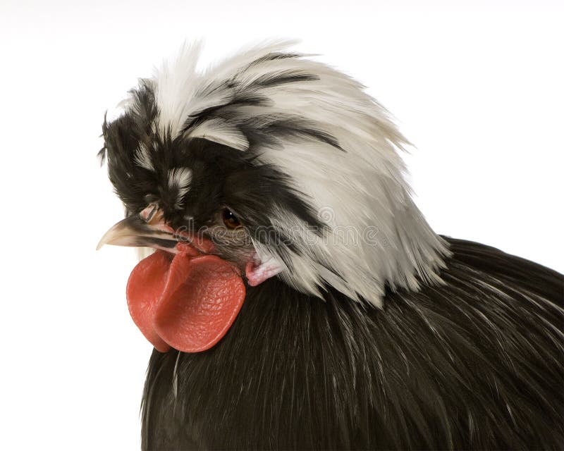 Gallo Polaco Tricolor De Tollbunt, 6 Meses Imagen de archivo - Imagen ...