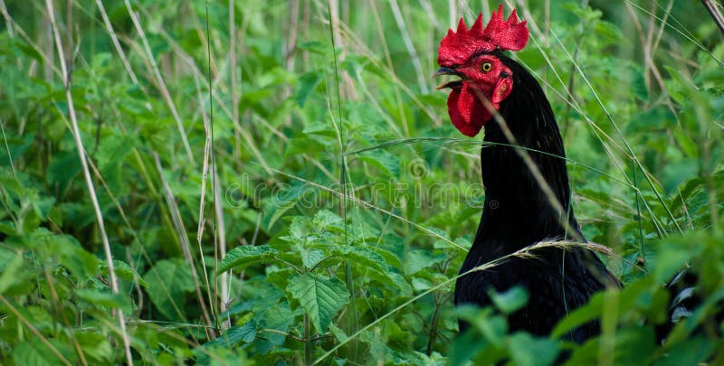 Gallo indio foto de archivo. Imagen de granja, aldea - 126242536