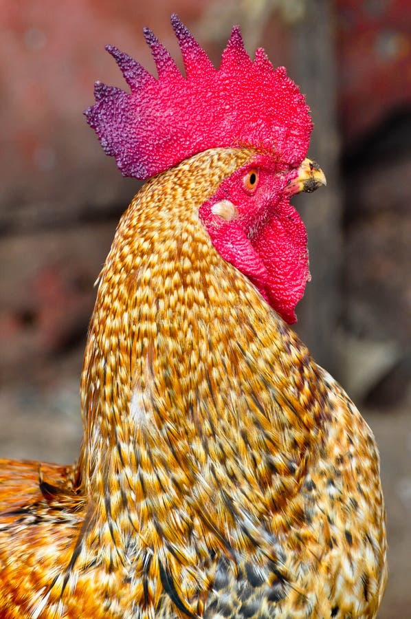 1,047 Gallo Indio Fotos de stock - Fotos libres de regalías de Dreamstime