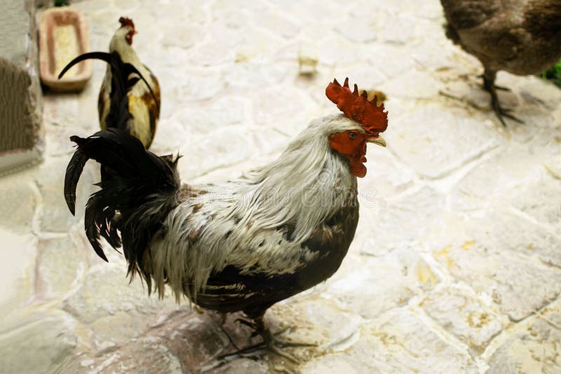 Gallo Macho Relleno En El Museo Imagen de archivo - Imagen de sano ...