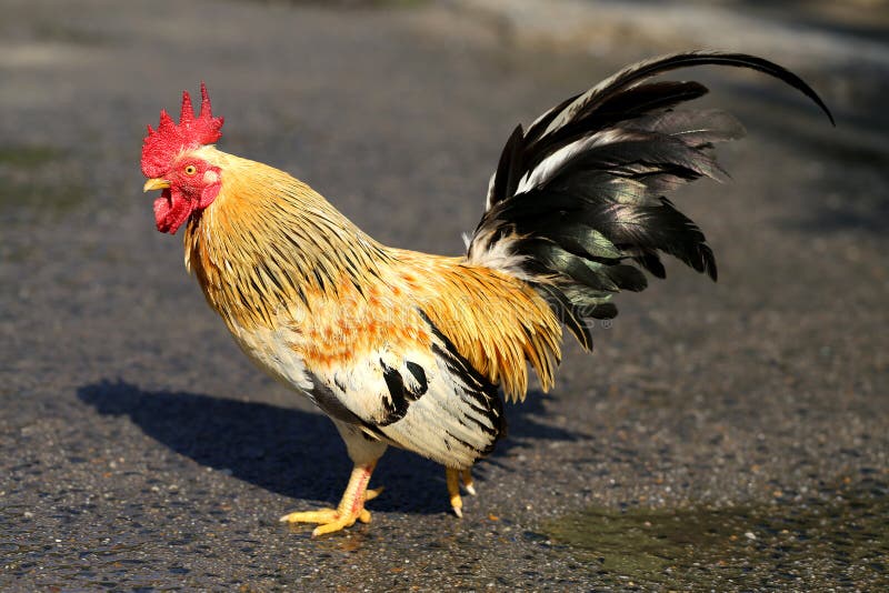 Gallo multicolor hermoso foto de archivo. Imagen de vida - 57572250