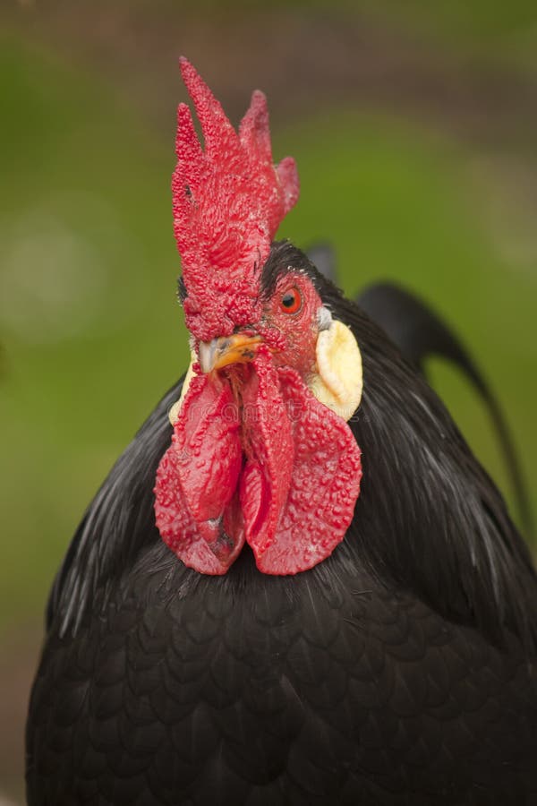 Gallo Negro Aislado En Un Fondo Blanco Imagen de archivo - Imagen de ...