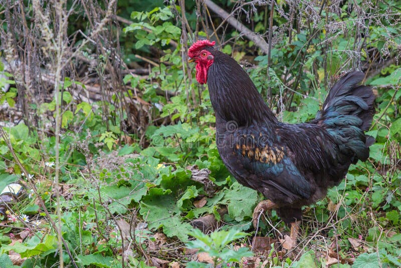 Gallo Grande Con El Penacho De Plumas Sobre La Cresta Foto de archivo ...