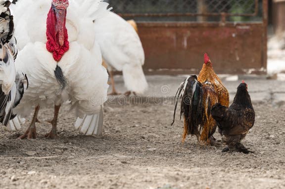 Gallo, pollo y pavo imagen de archivo. Imagen de carne - 74103251