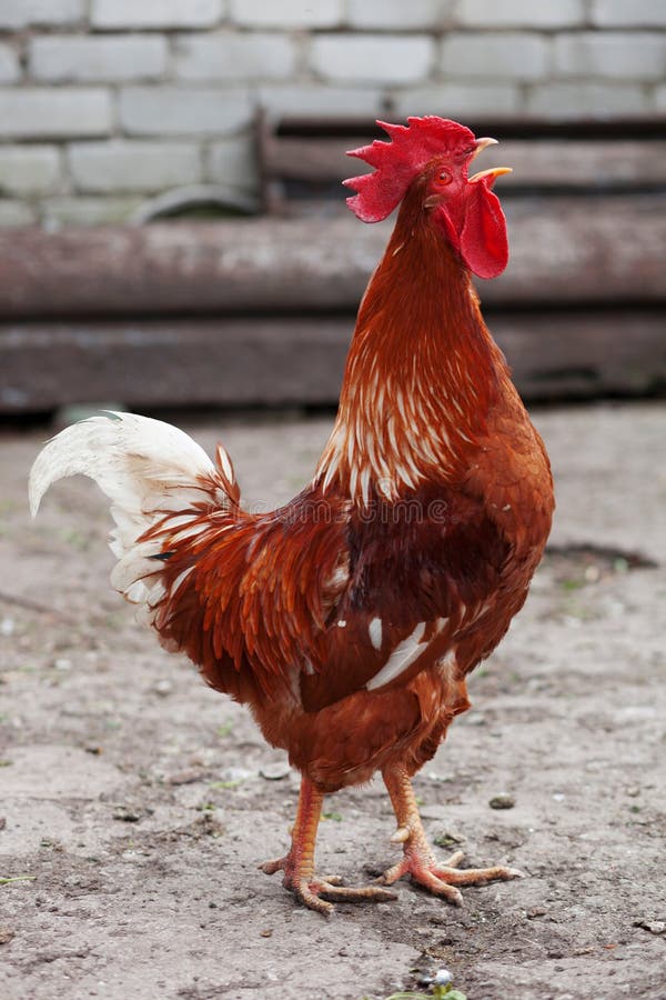 Gallo rojo imagen de archivo. Imagen de corral, plumaje - 25953773