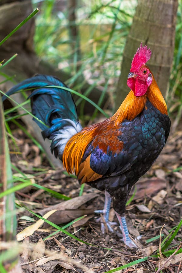 Gallo rojo imagen de archivo. Imagen de granja, hojas - 54128951
