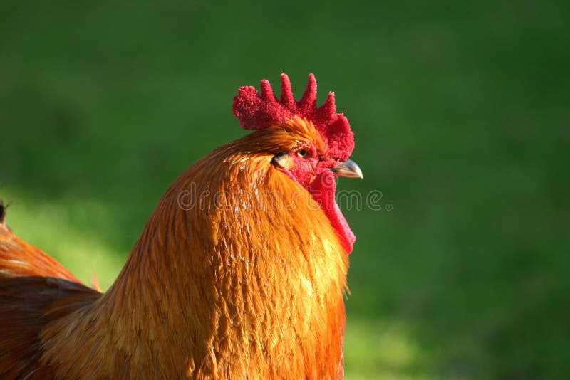 Gallo rojo imagen de archivo. Imagen de plumas, granja - 603281