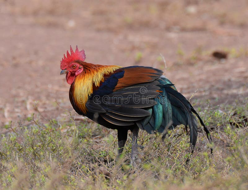 Gallo rojo imagen de archivo. Imagen de paisaje, pista - 68607733