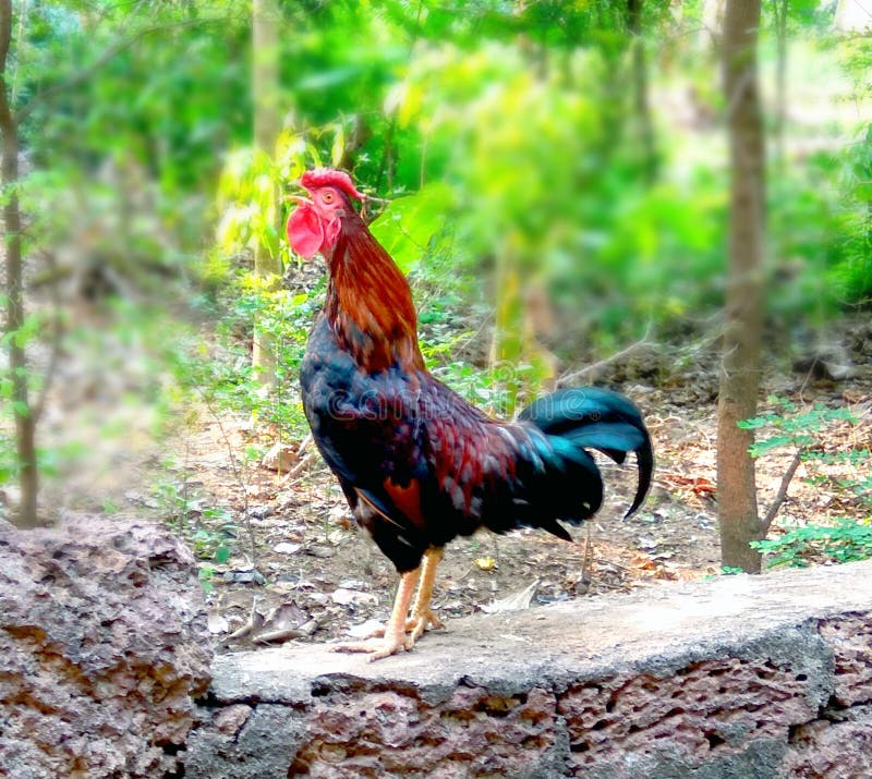 Gallo negro. foto de archivo. Imagen de hembra, retrato - 38151558
