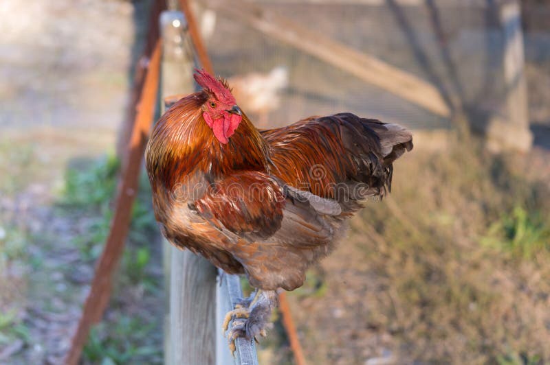 Gallo rosso fotografia stock. Immagine di marrone, pulcino - 47484848