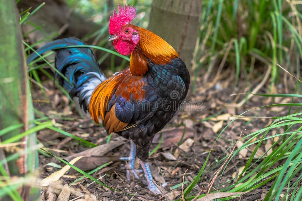Gallo rosso immagine stock. Immagine di thailandia, rurale - 54128951