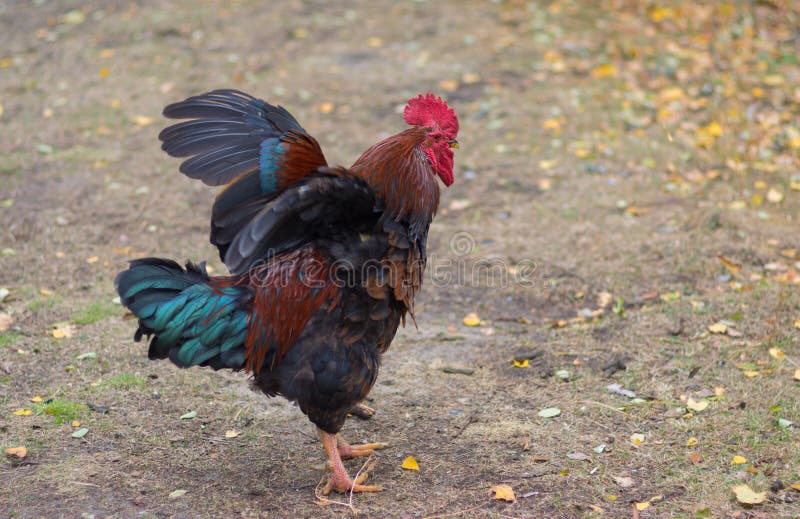 Ali Rosse Di Sbattimento Del Gallo Immagine Stock - Immagine di prato ...