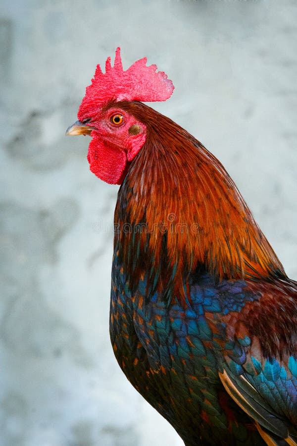 Un Gallo Di Colore Nella Fattoria, Bellissimi Rooster Che Camminano Per ...