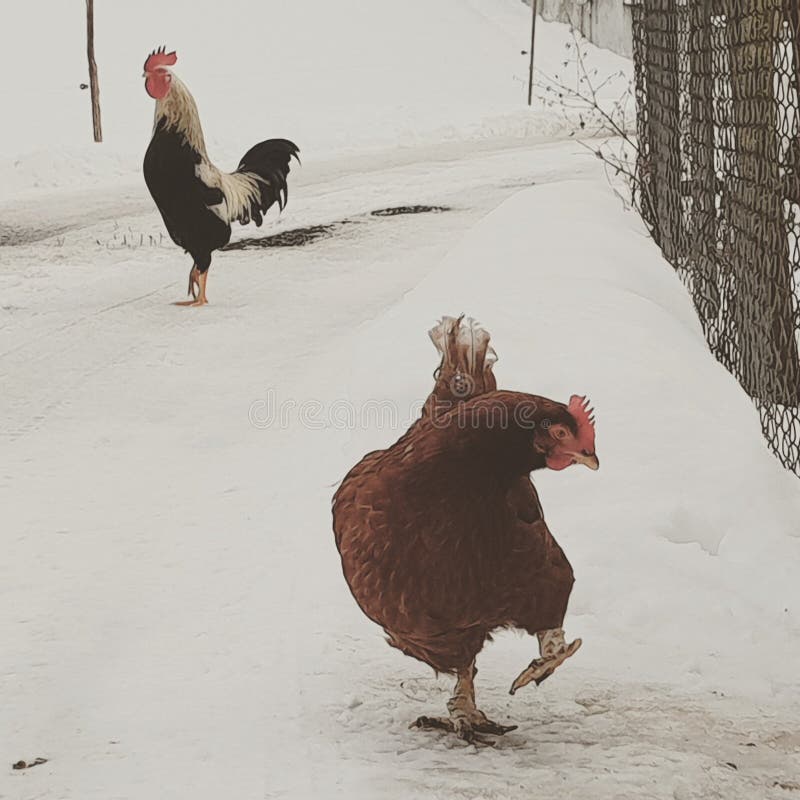 Gallo y gallina foto de archivo. Imagen de frente, gallina - 137653332