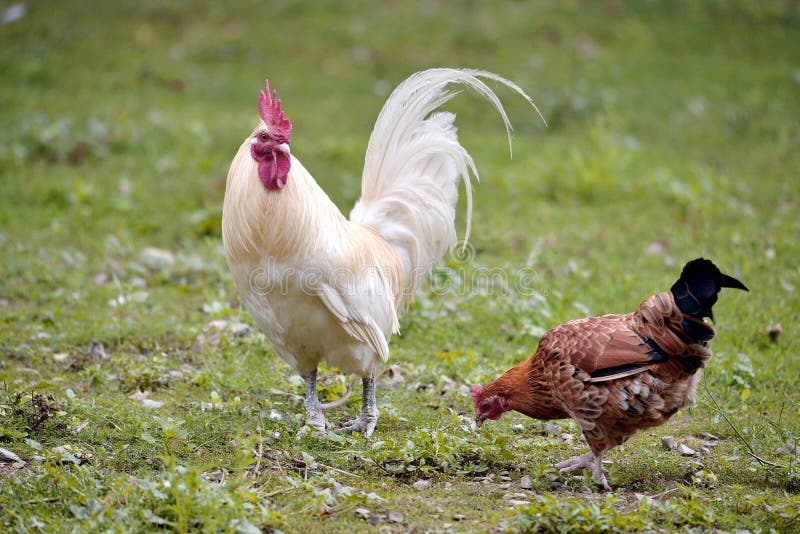 Gallo y gallina imagen de archivo. Imagen de pollo, detalle - 45513117