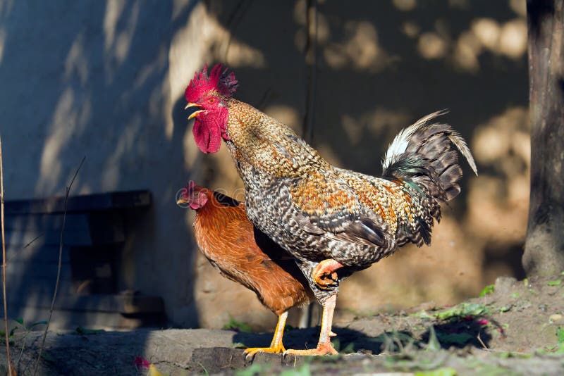 440 El Gallo De India Fotos de stock - Fotos libres de regalías de ...