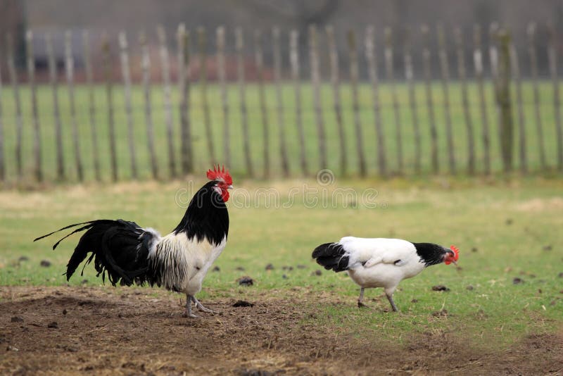 Gallo y pollo foto de archivo. Imagen de granja, verano - 31320692