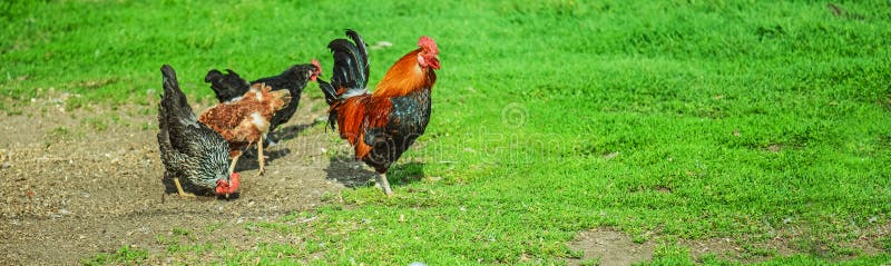 Gallo y pollos foto de archivo. Imagen de gallina, animales - 33146884
