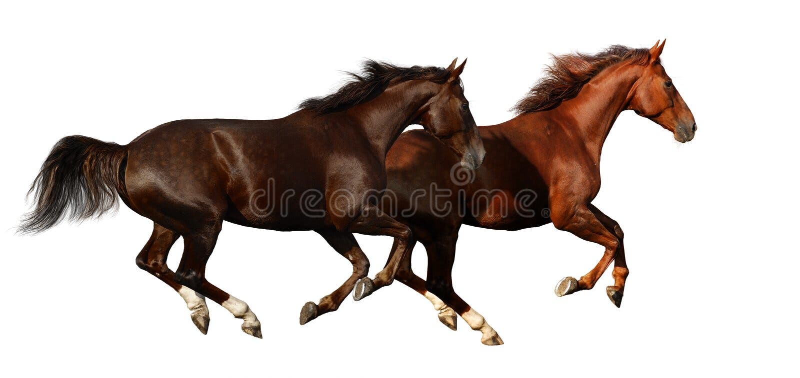 Two White Horses Gallop on Snow Field Stock Photo - Image of purebred ...