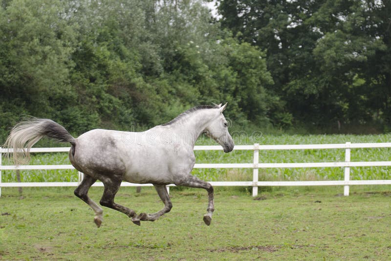 Galloping Arabian-Mix stock photo. Image of arabian, breed - 34366562