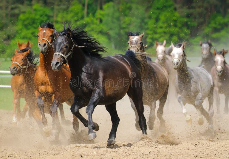 Galloping Arabians Stallions Stock Photo - Image of galloping, jump ...