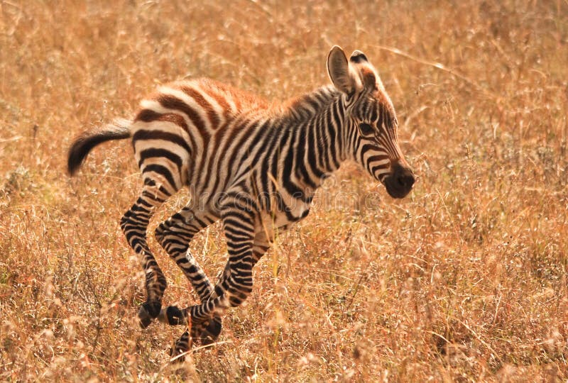 Galloping Baby Zebra in Kenya Stock Photo - Image of safari, africa ...